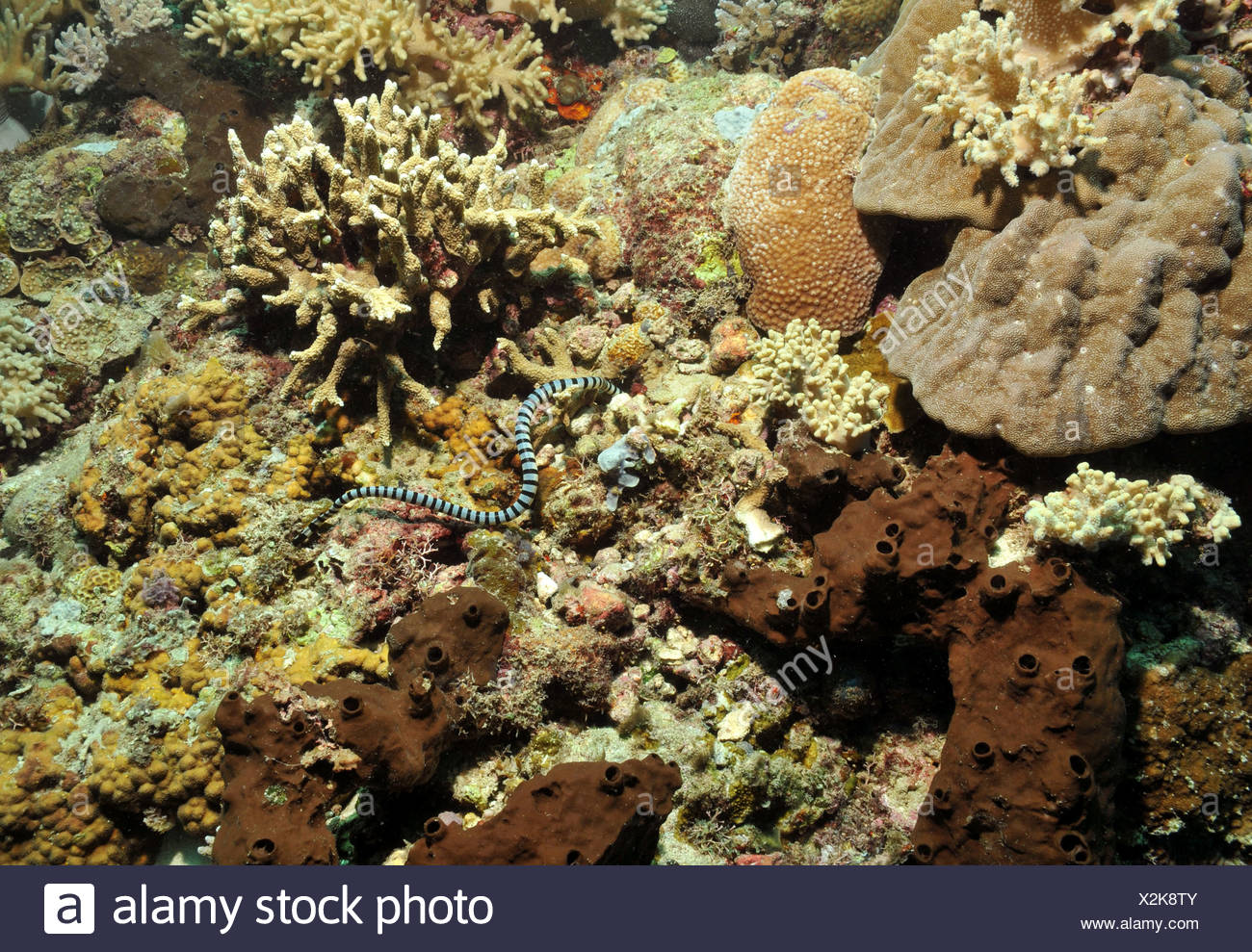 Sea Snake Reef Stock Photos & Sea Snake Reef Stock Images - Alamy