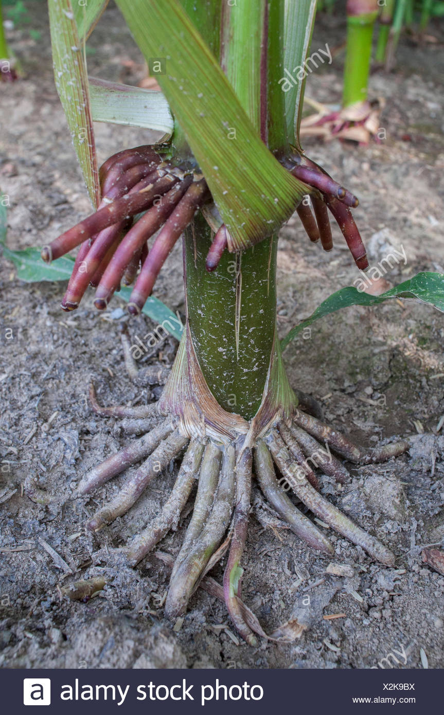 Zea Corn Root High Resolution Stock Photography and Images - Alamy