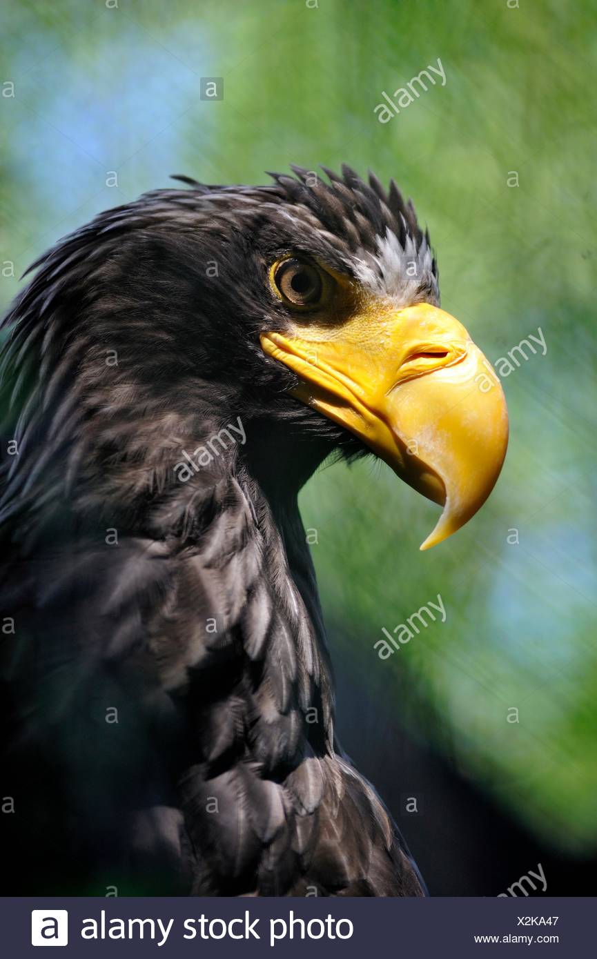 Pygargue Empereur Stock Photos & Pygargue Empereur Stock Images - Alamy