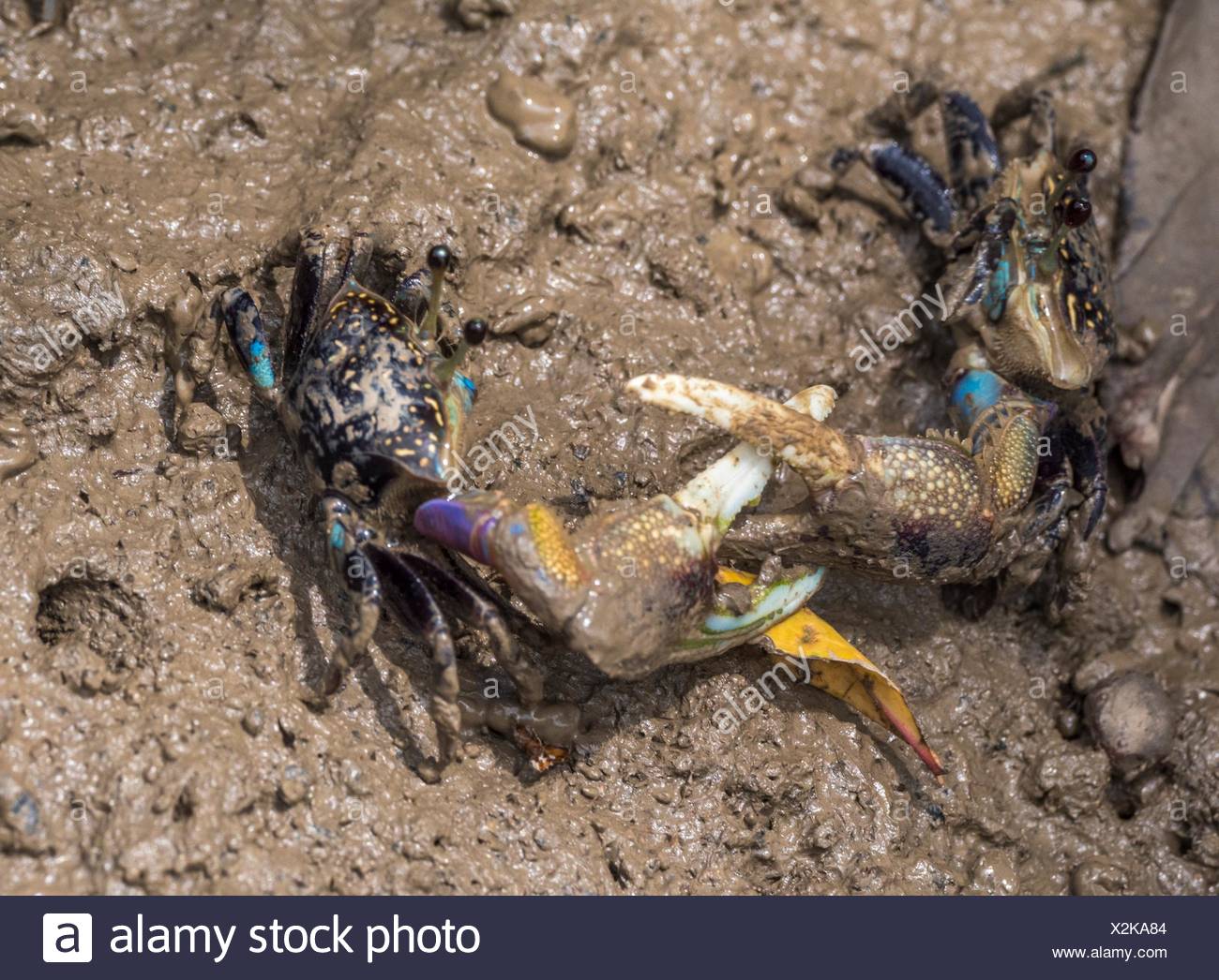 Crabs Fighting High Resolution Stock Photography and Images - Alamy