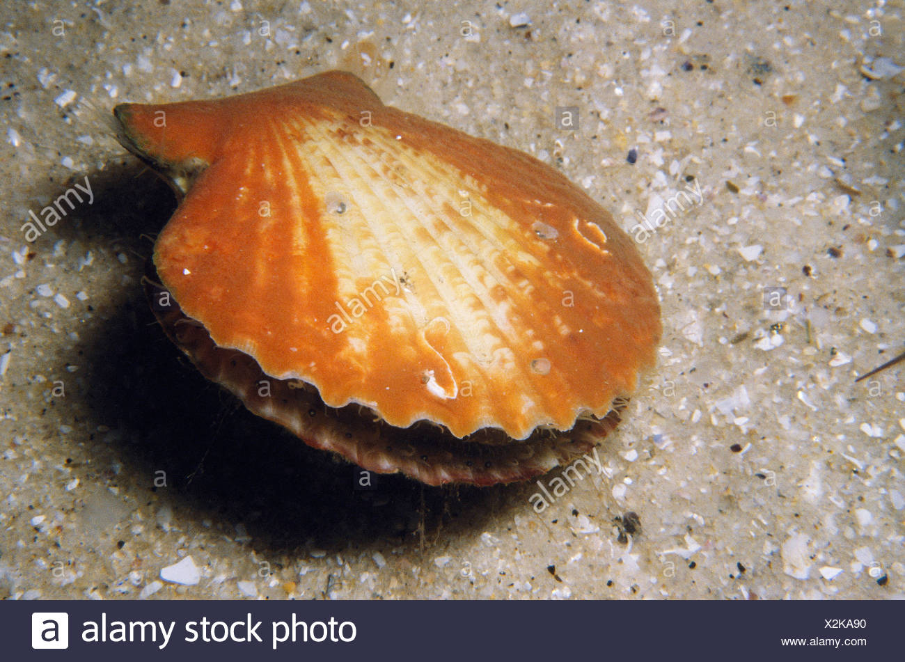 Queen Scallop Stock Photos & Queen Scallop Stock Images - Alamy