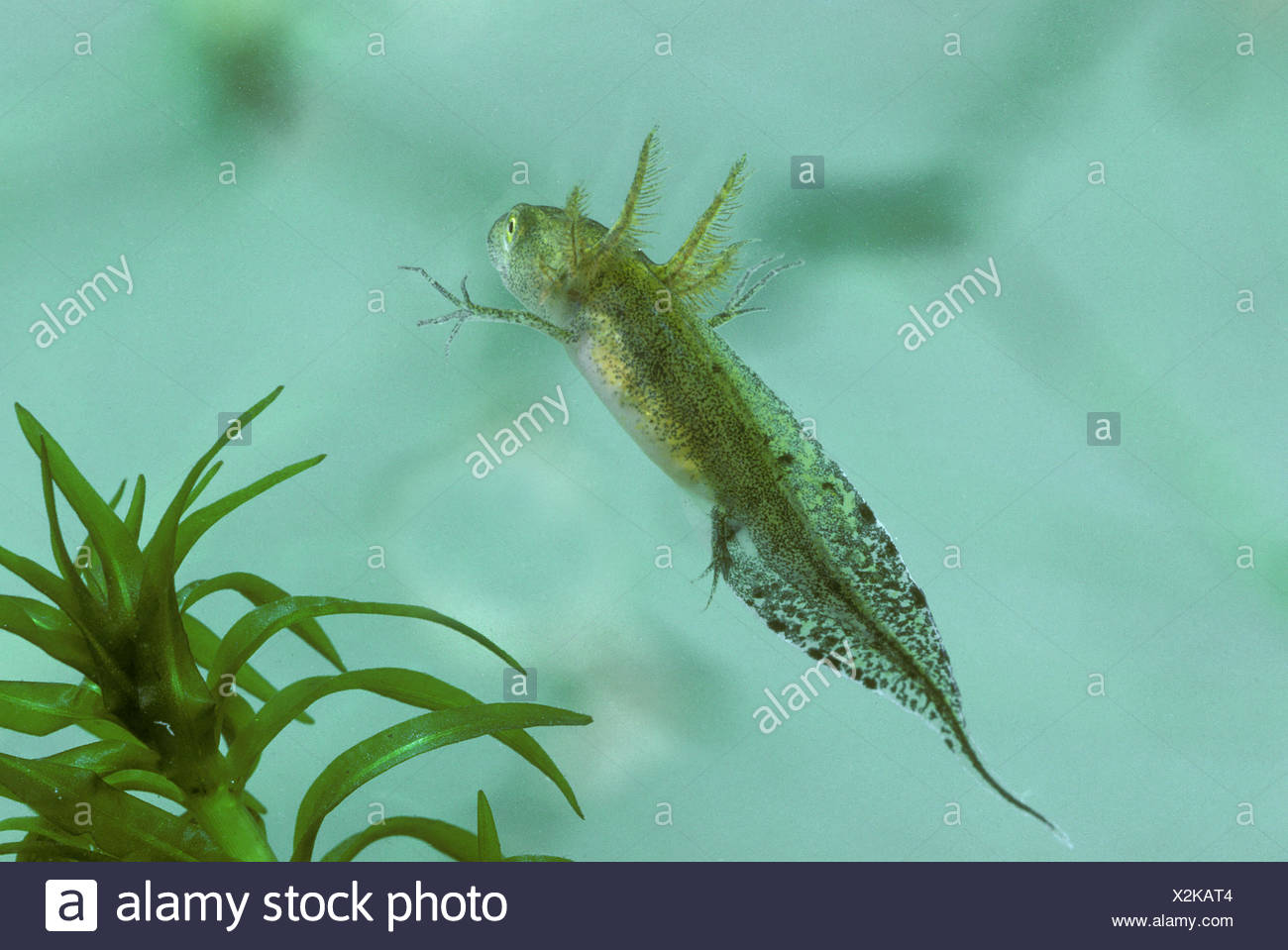 Baby Newt High Resolution Stock Photography and Images - Alamy