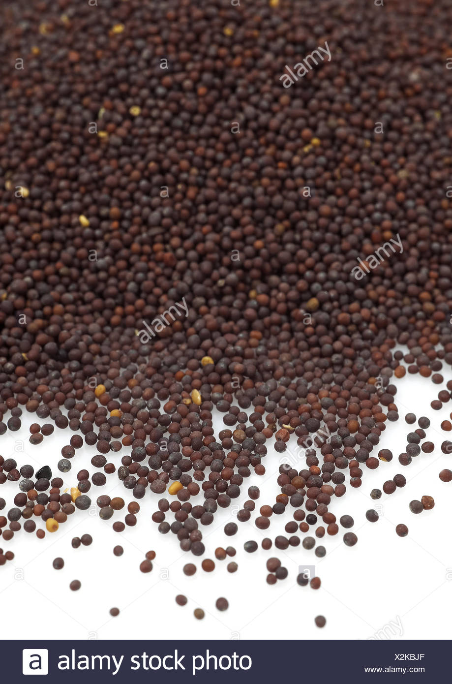 Sinapis Nigra High Resolution Stock Photography and Images - Alamy