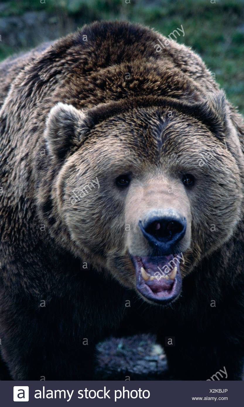 Grizzly Bear Standing Roaring Stock Photos & Grizzly Bear Standing ...