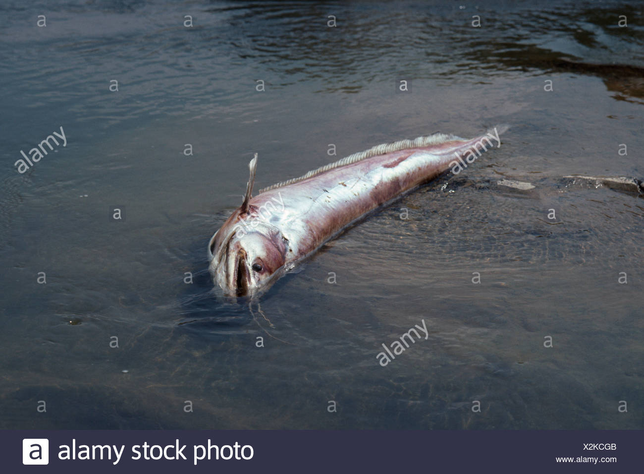 Dynamite Fishing High Resolution Stock Photography and Images - Alamy