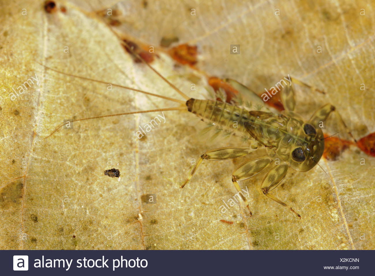 Mayfly Nymphs Stock Photos & Mayfly Nymphs Stock Images - Alamy