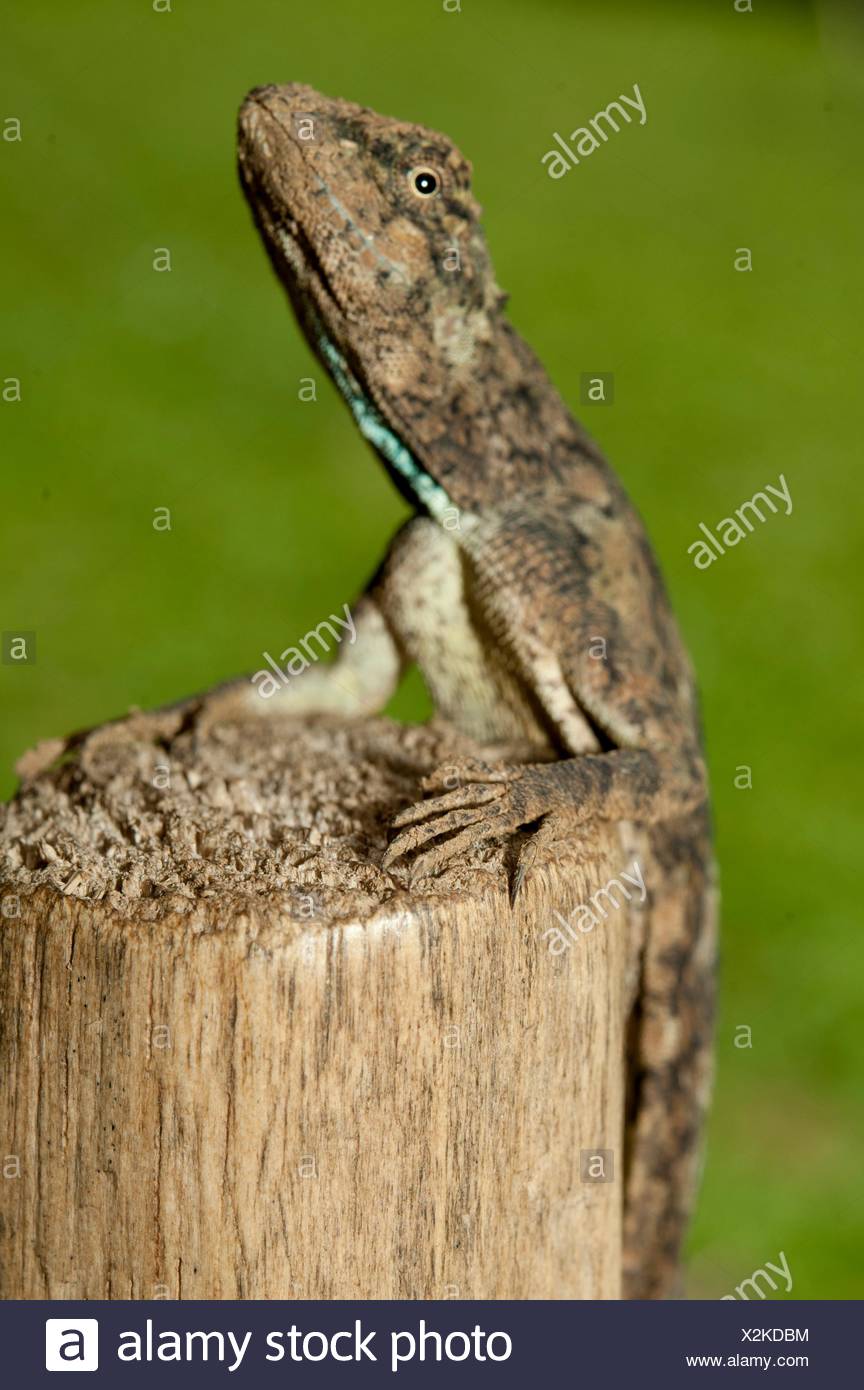 Draco Volans Stock Photos & Draco Volans Stock Images - Alamy