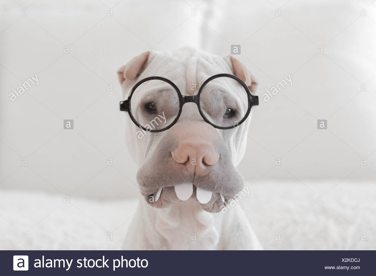 Plastic Teeth High Resolution Stock Photography and Images - Alamy
