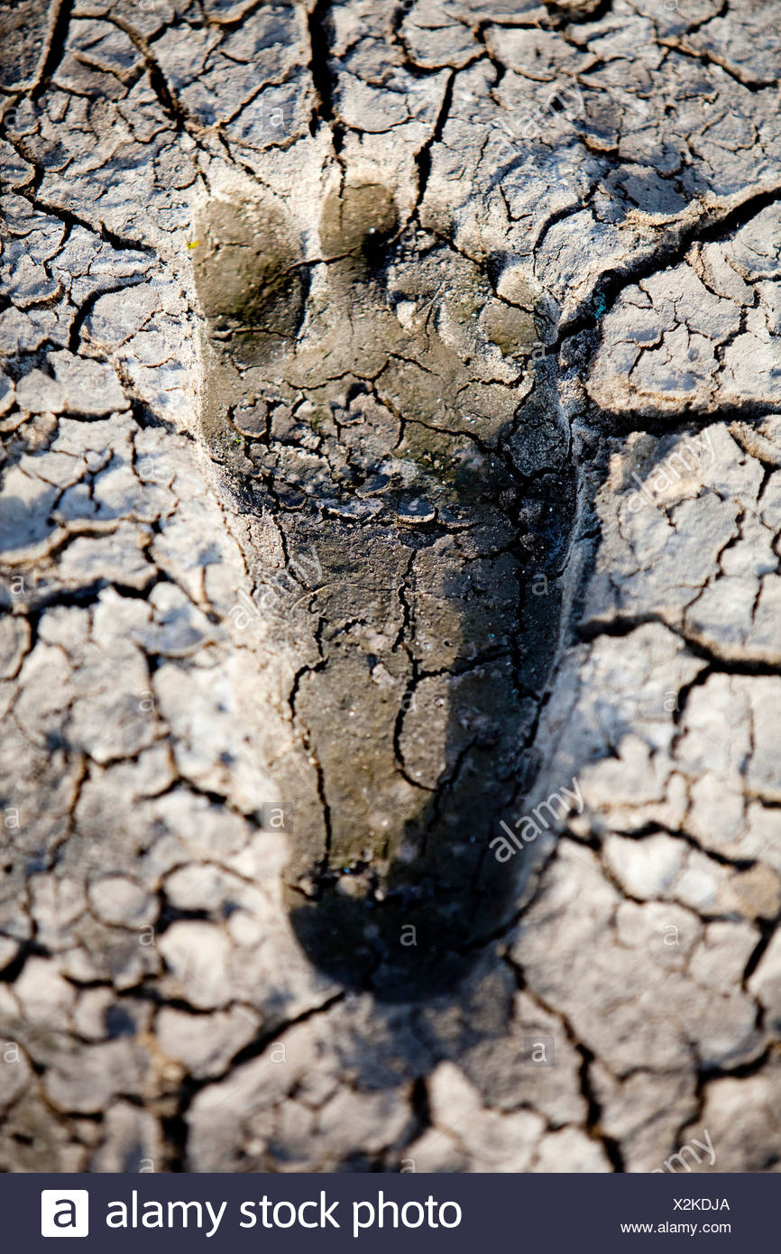 Crack Footprint High Resolution Stock Photography and Images - Alamy
