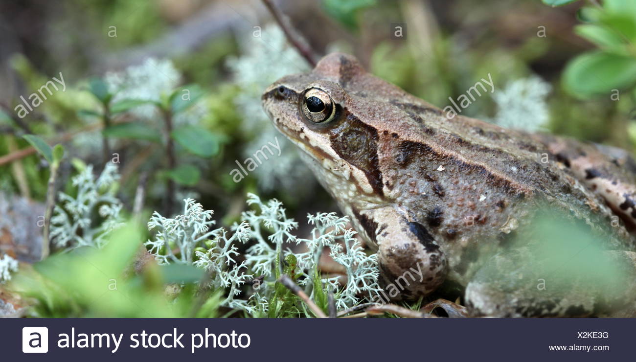 Toad Jumping Stock Photos & Toad Jumping Stock Images - Alamy
