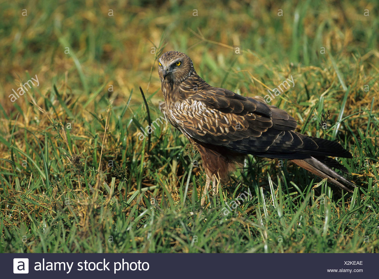 African Marsh Harrier High Resolution Stock Photography and Images - Alamy