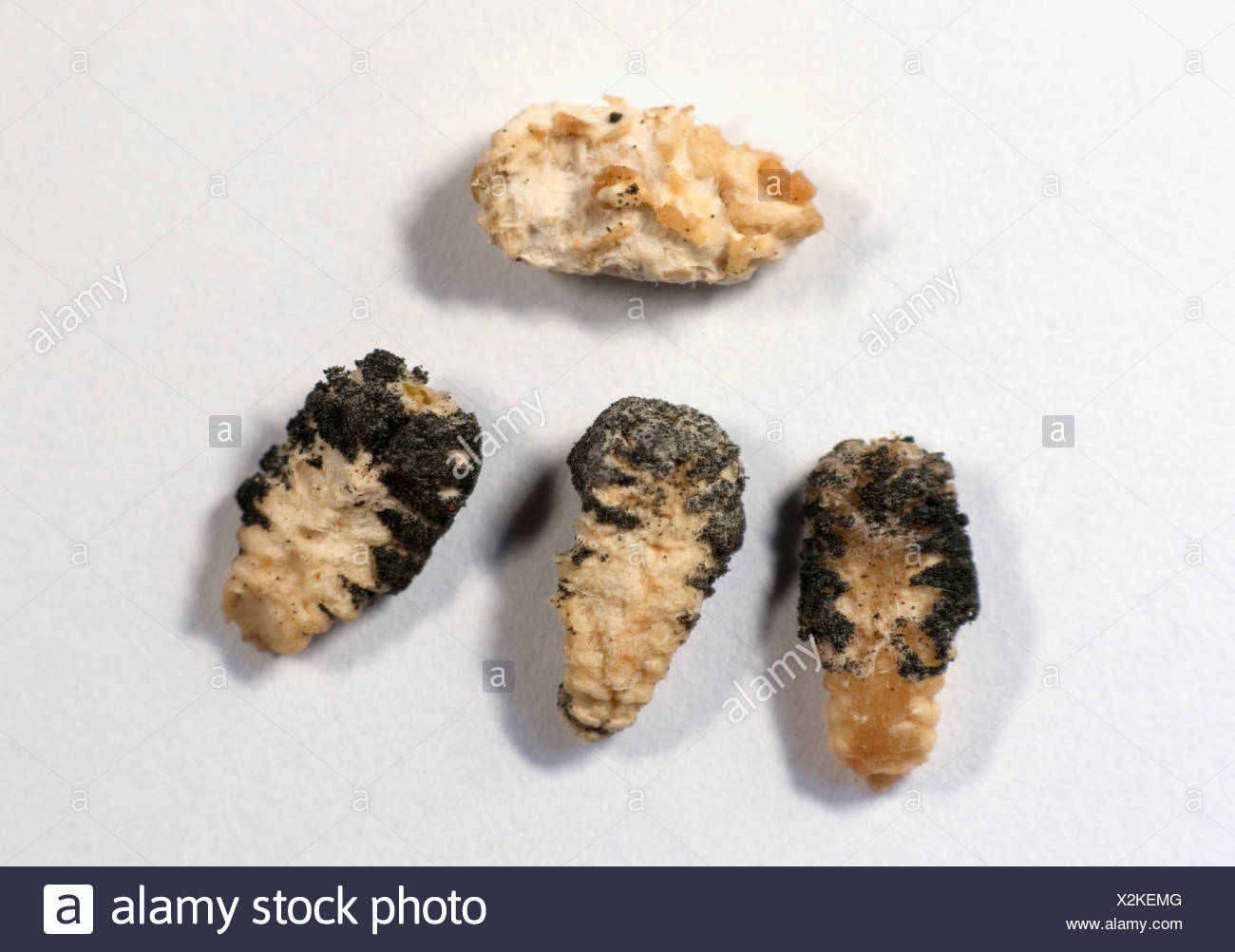 Causes Of Disease High Resolution Stock Photography and Images - Alamy