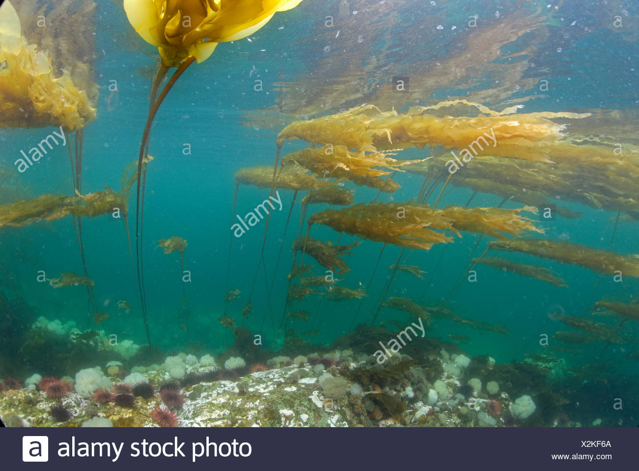 Bull Kelp High Resolution Stock Photography and Images - Alamy