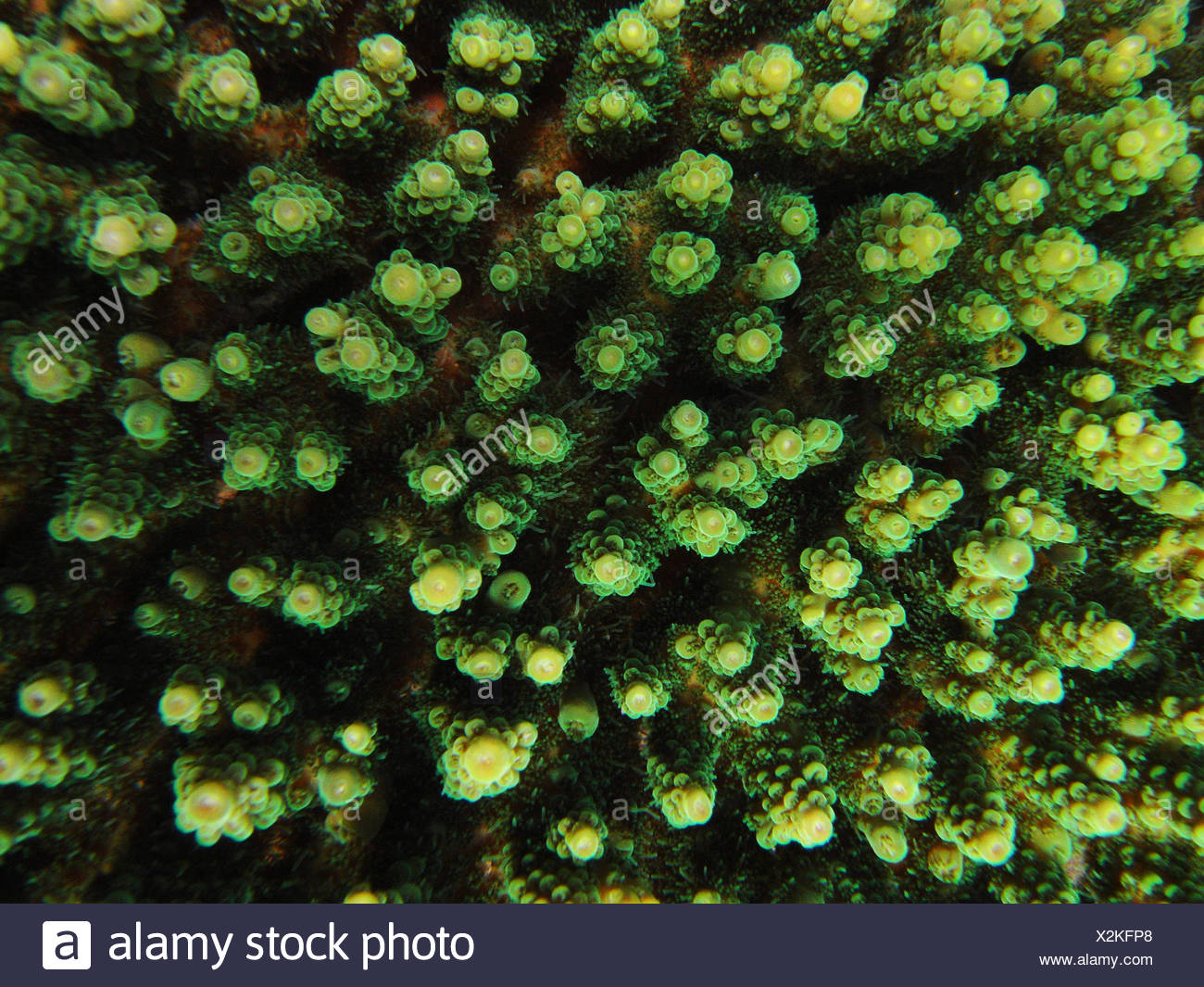 Digitate Coral High Resolution Stock Photography and Images - Alamy