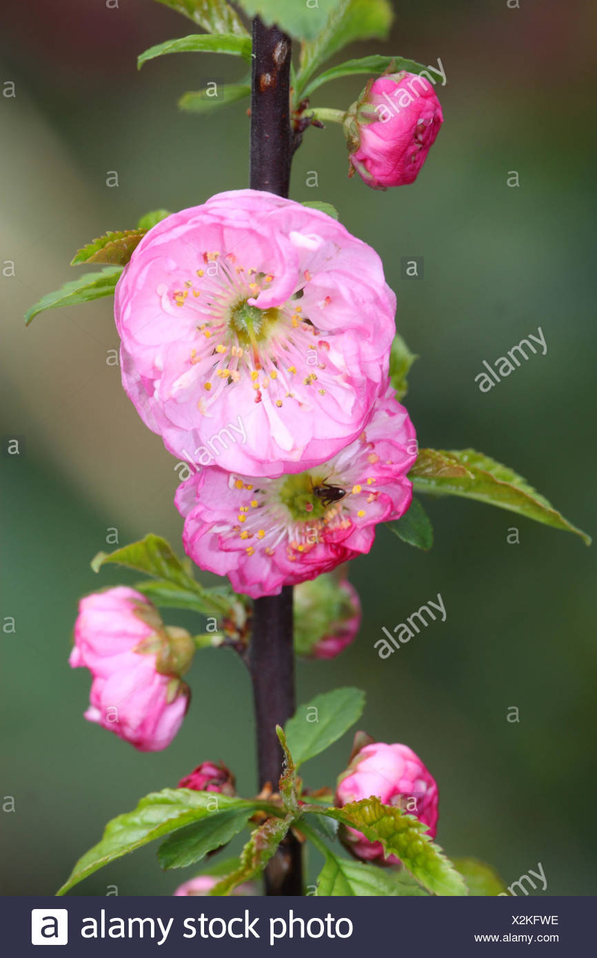 Prunus Triloba Prunus Triloba Stock Photos & Prunus Triloba Prunus ...