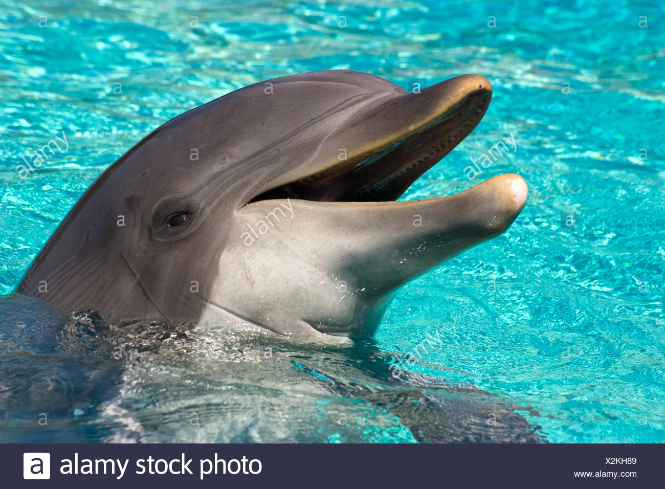 Flipper The Dolphin High Resolution Stock Photography and Images - Alamy