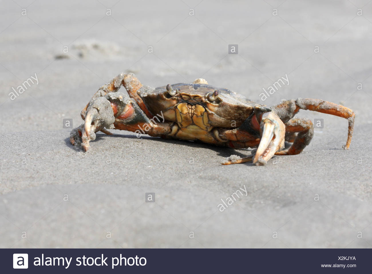 Strandkrabbe Stock Photos & Strandkrabbe Stock Images - Alamy