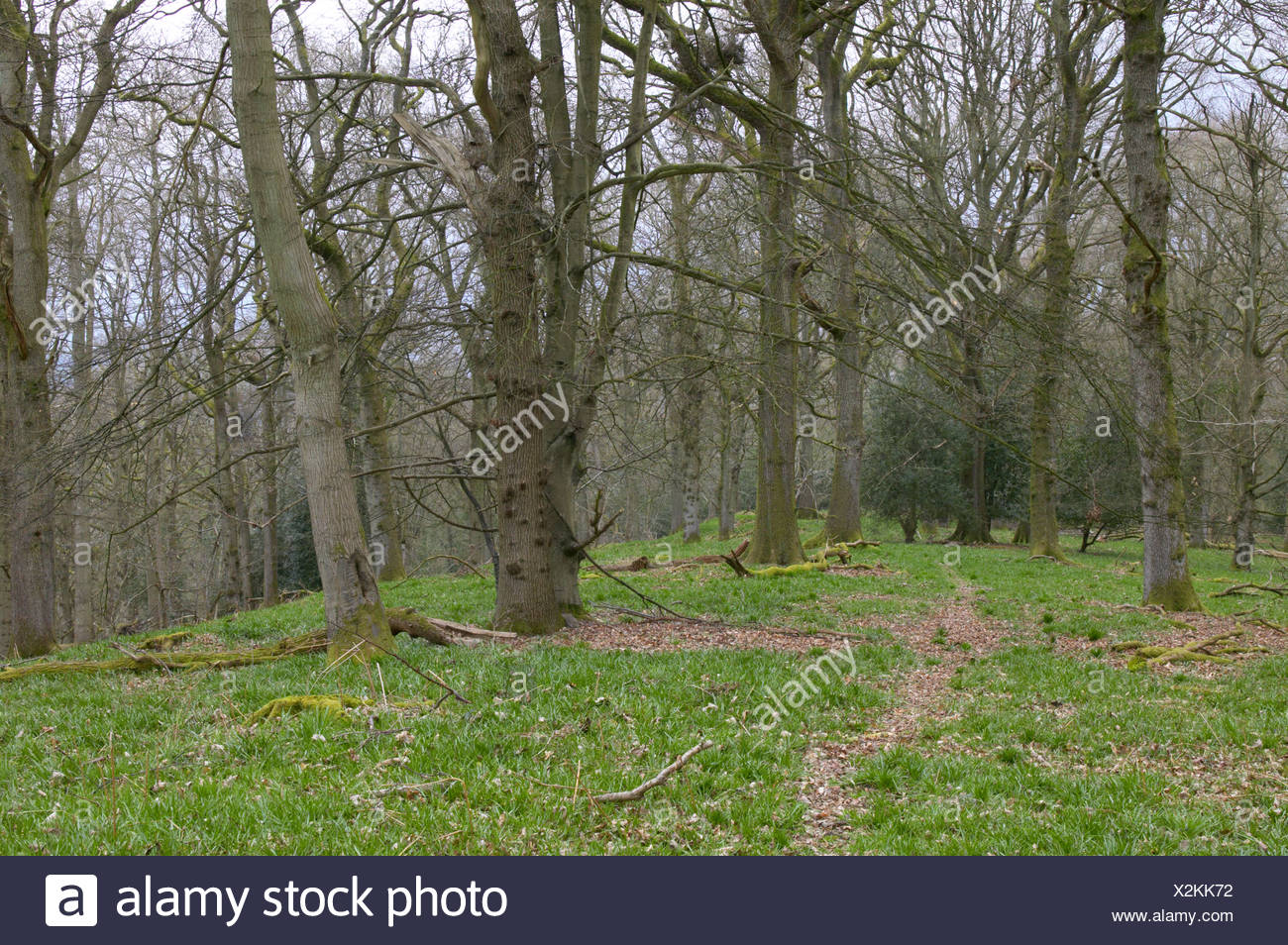 English Oak Woodland High Resolution Stock Photography and Images - Alamy