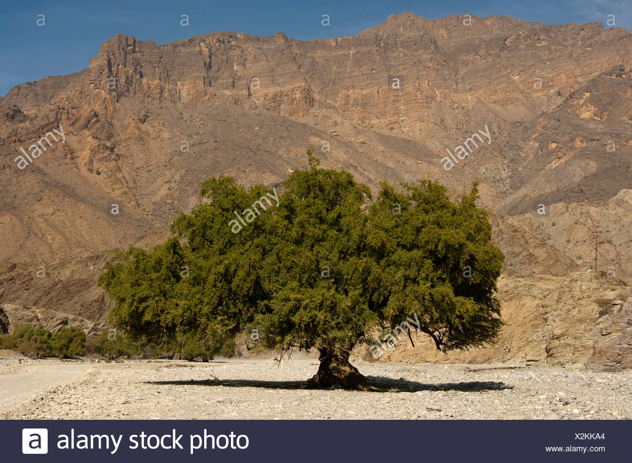 Ghaf Tree High Resolution Stock Photography and Images - Alamy