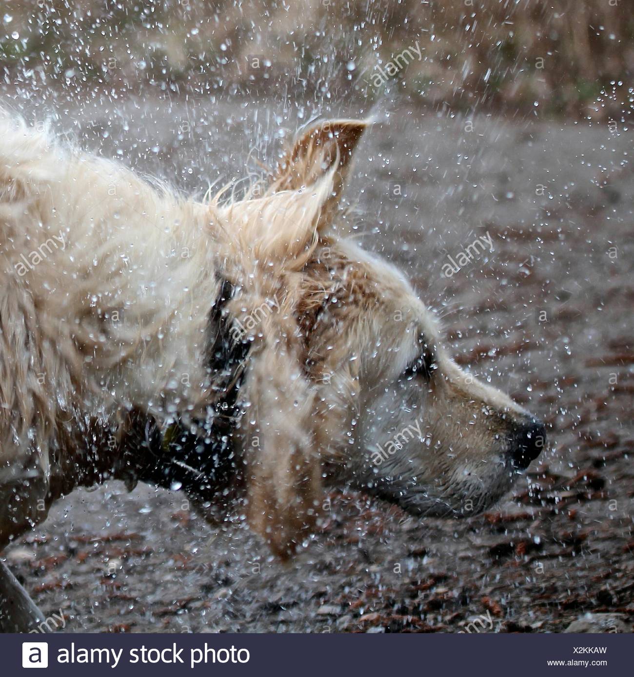 Wet Animal Stock Photos & Wet Animal Stock Images - Alamy