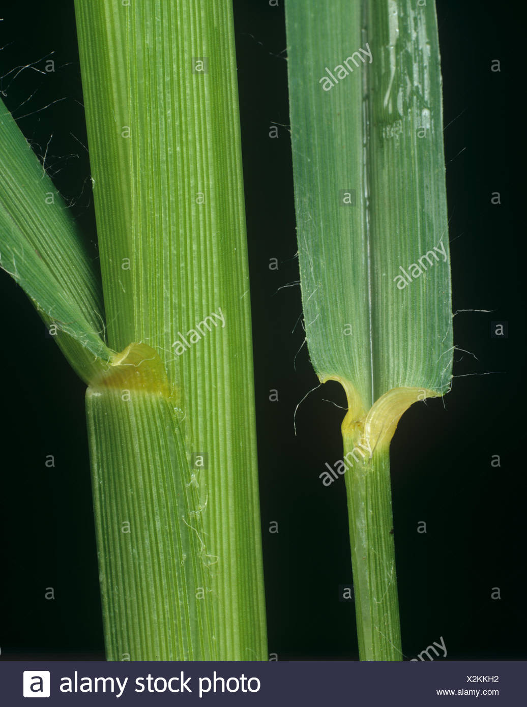 Goosegrass High Resolution Stock Photography and Images - Alamy