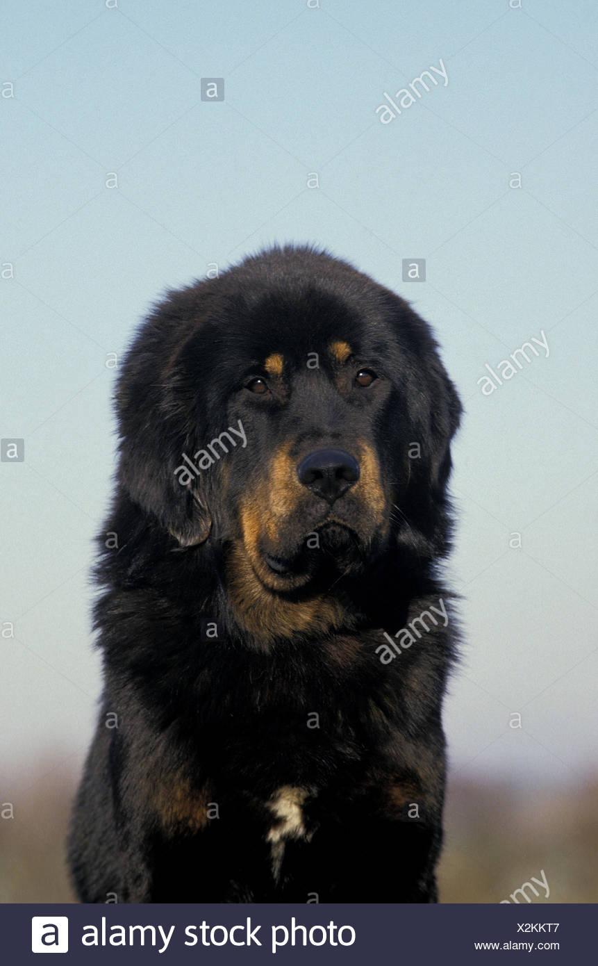 Tibetan Temple Dog Stock Photos & Tibetan Temple Dog Stock Images - Alamy