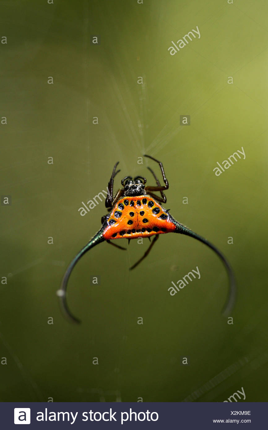 Curved Spiny Spider Gasteracantha Arcuata High Resolution Stock ...