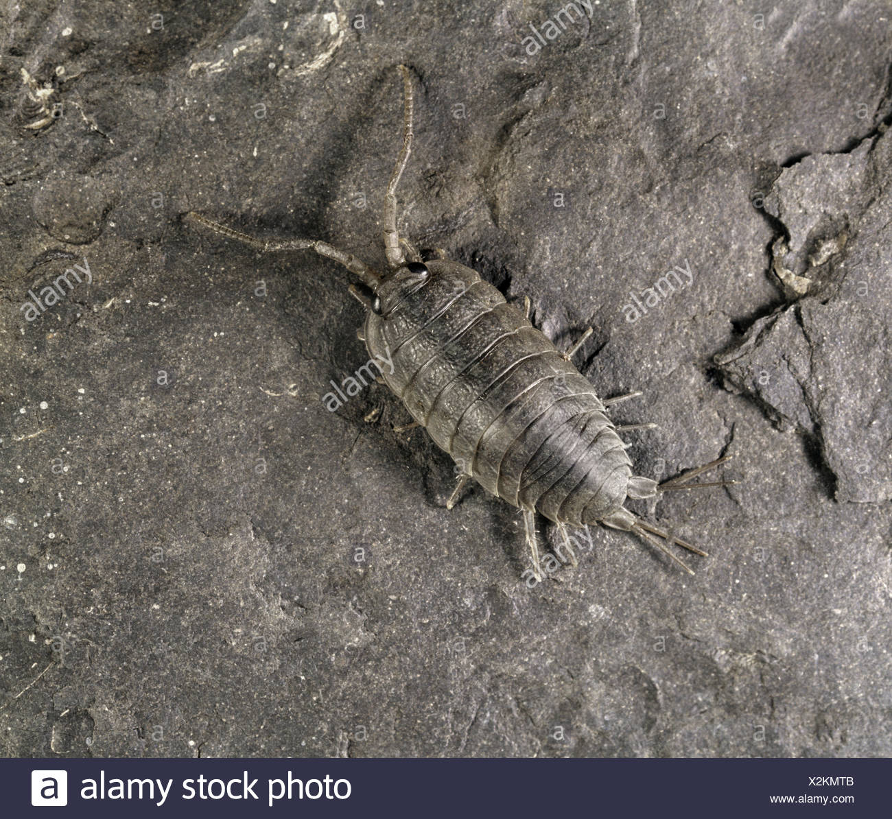 Isopods Isopoda Stock Photos & Isopods Isopoda Stock Images - Alamy
