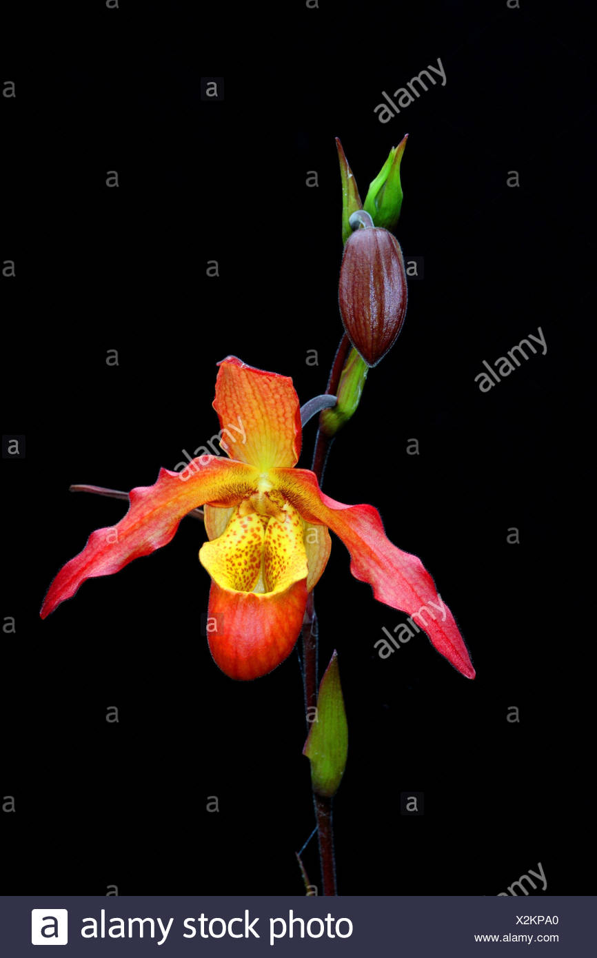 Fire Blossom High Resolution Stock Photography and Images - Alamy
