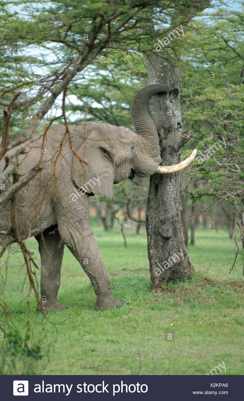 Elephant Pushing Tree High Resolution Stock Photography and Images - Alamy
