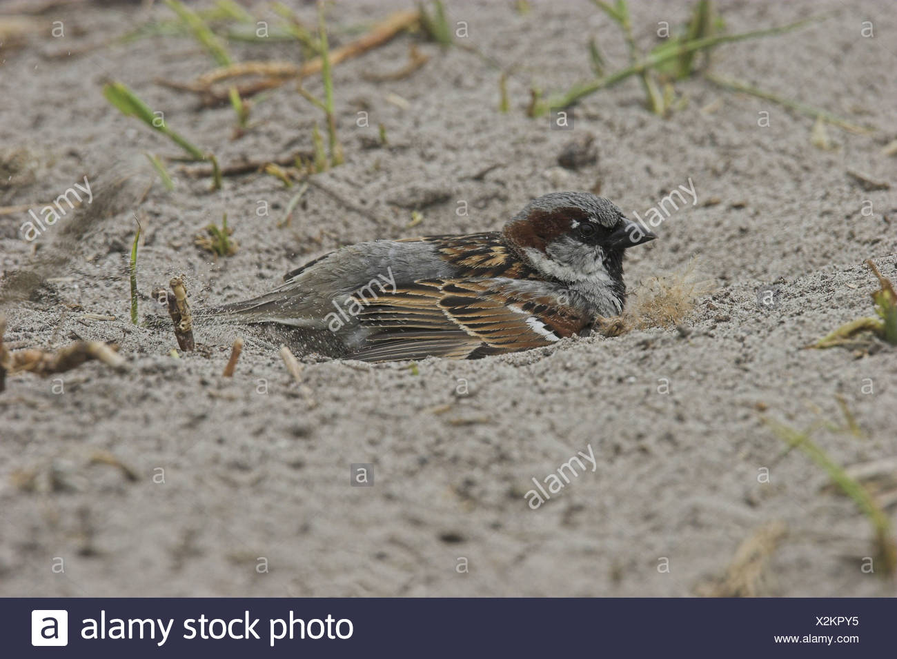 Sparrow Bird Dust Bathing High Resolution Stock Photography and Images ...