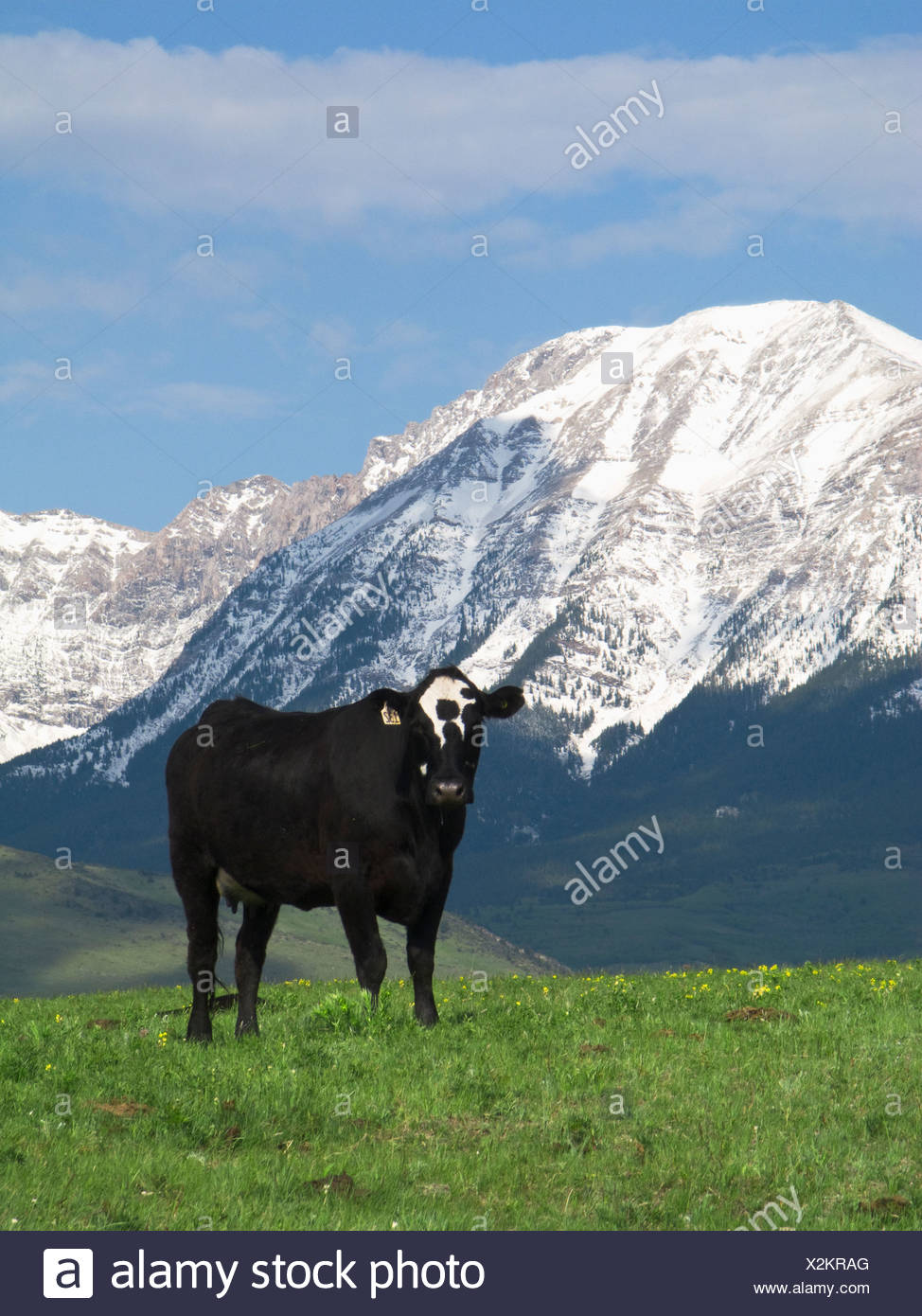 Cattle In Snow High Resolution Stock Photography and Images - Alamy