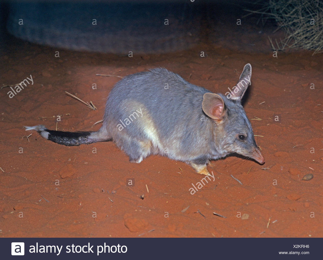 Greater Bilby High Resolution Stock Photography and Images - Alamy