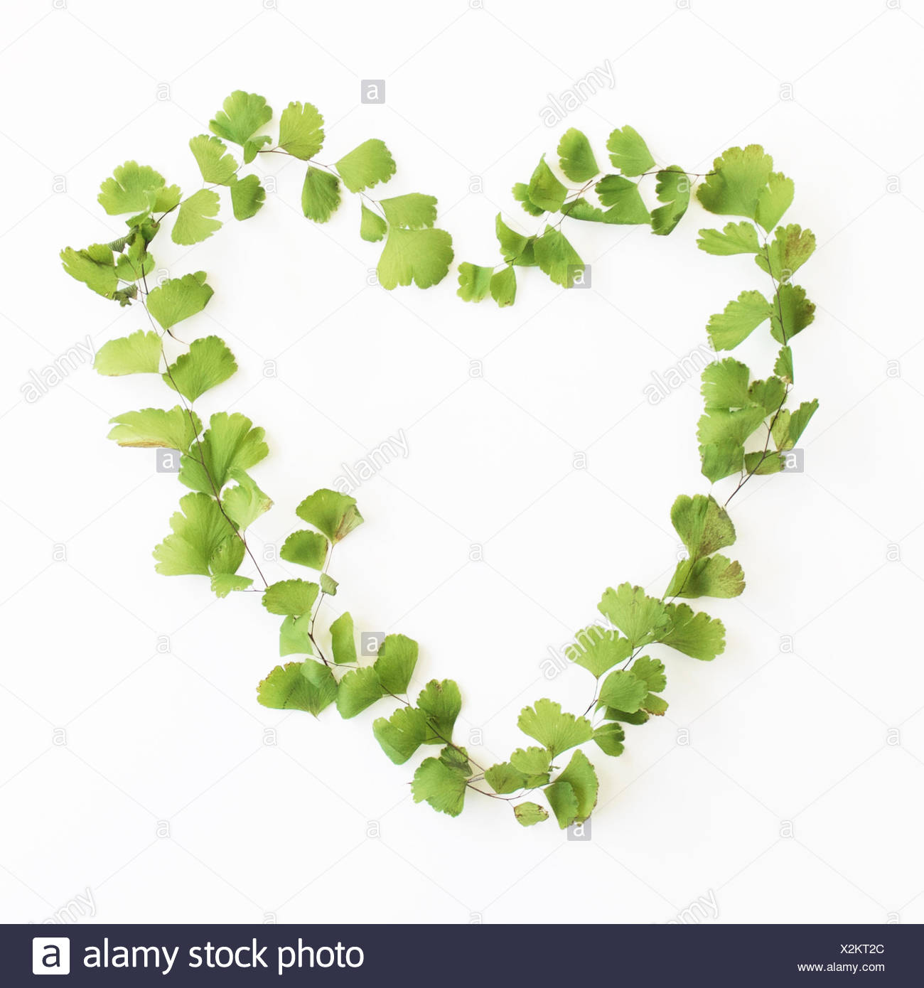 Heart Fern Stock Photos & Heart Fern Stock Images - Alamy