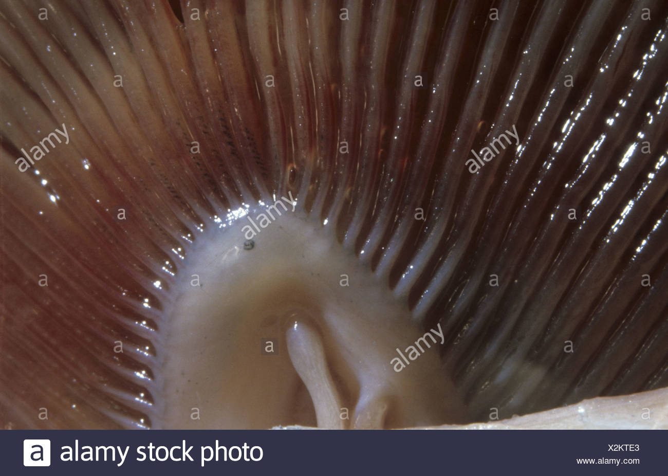 Gill Filaments High Resolution Stock Photography and Images - Alamy