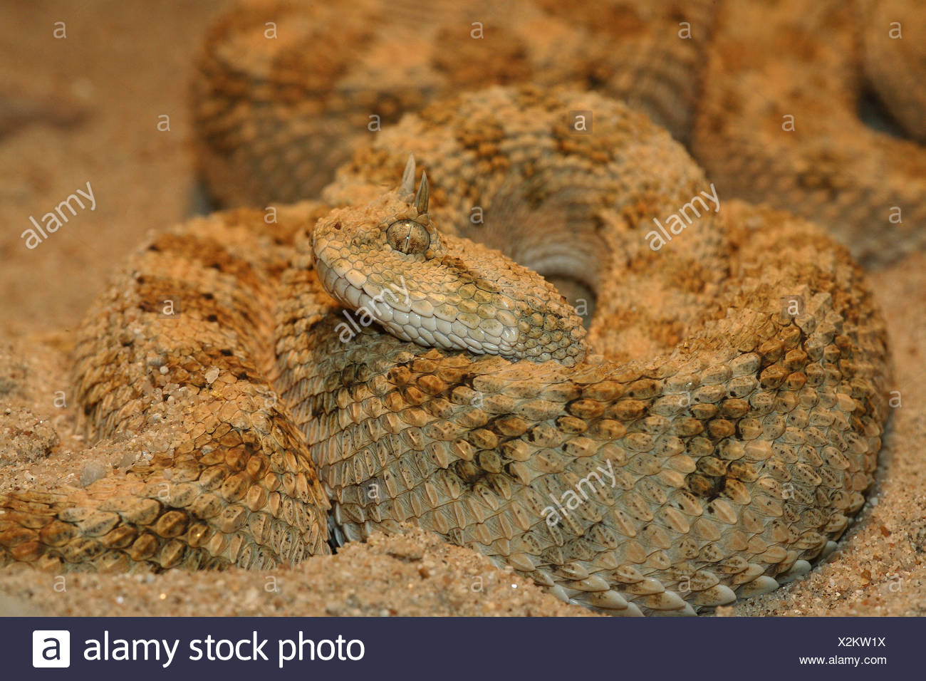 Snakes Of The Sahara High Resolution Stock Photography and Images - Alamy
