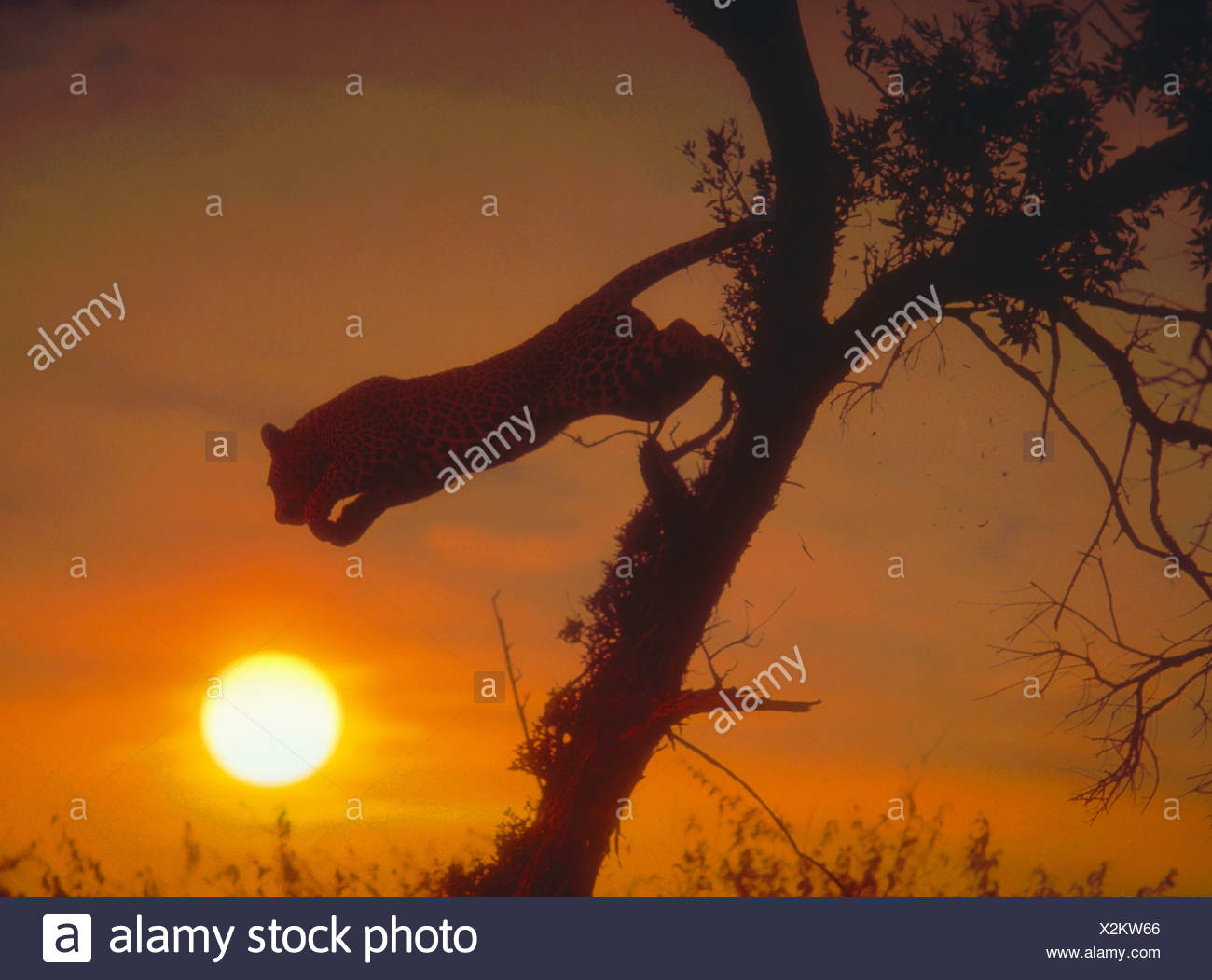 Leopard Jumping Tree High Resolution Stock Photography and Images - Alamy