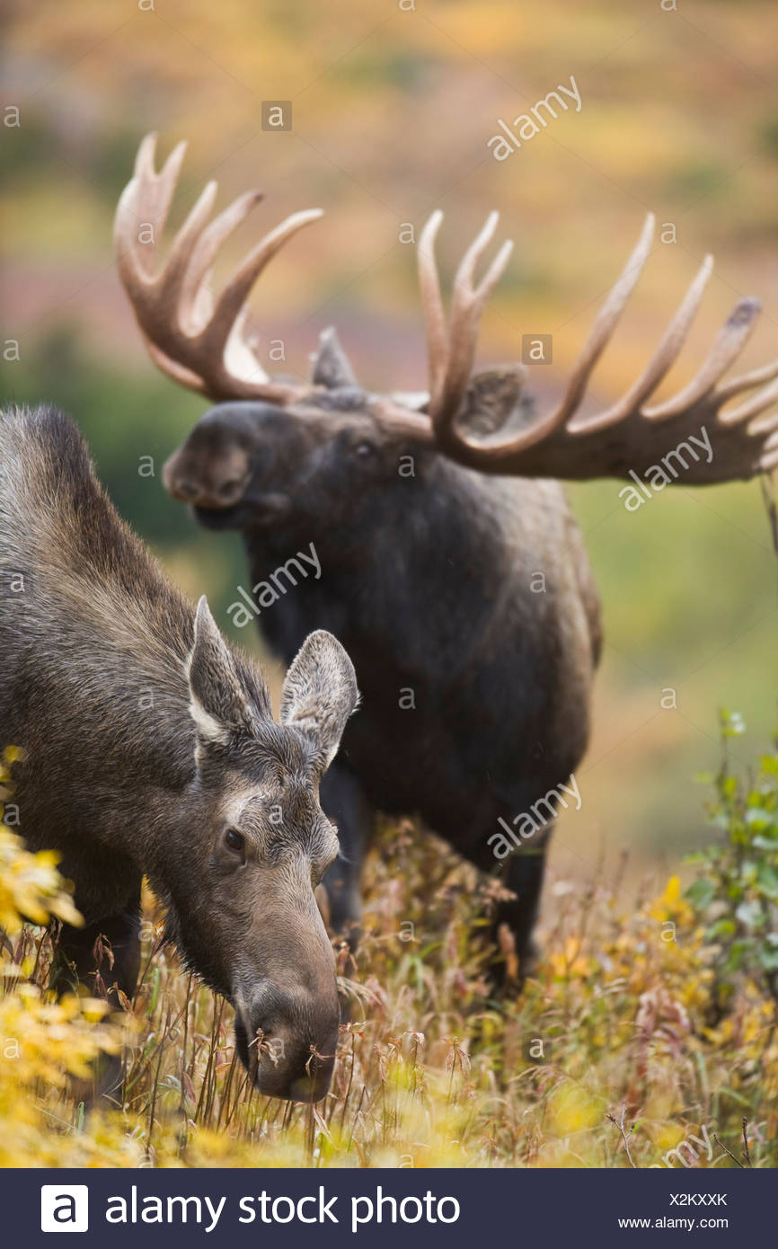 Cow Mating Stock Photos & Cow Mating Stock Images - Alamy