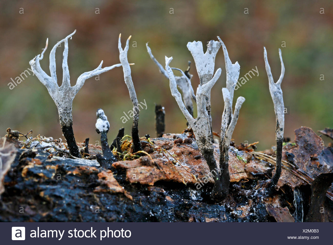Xylaria