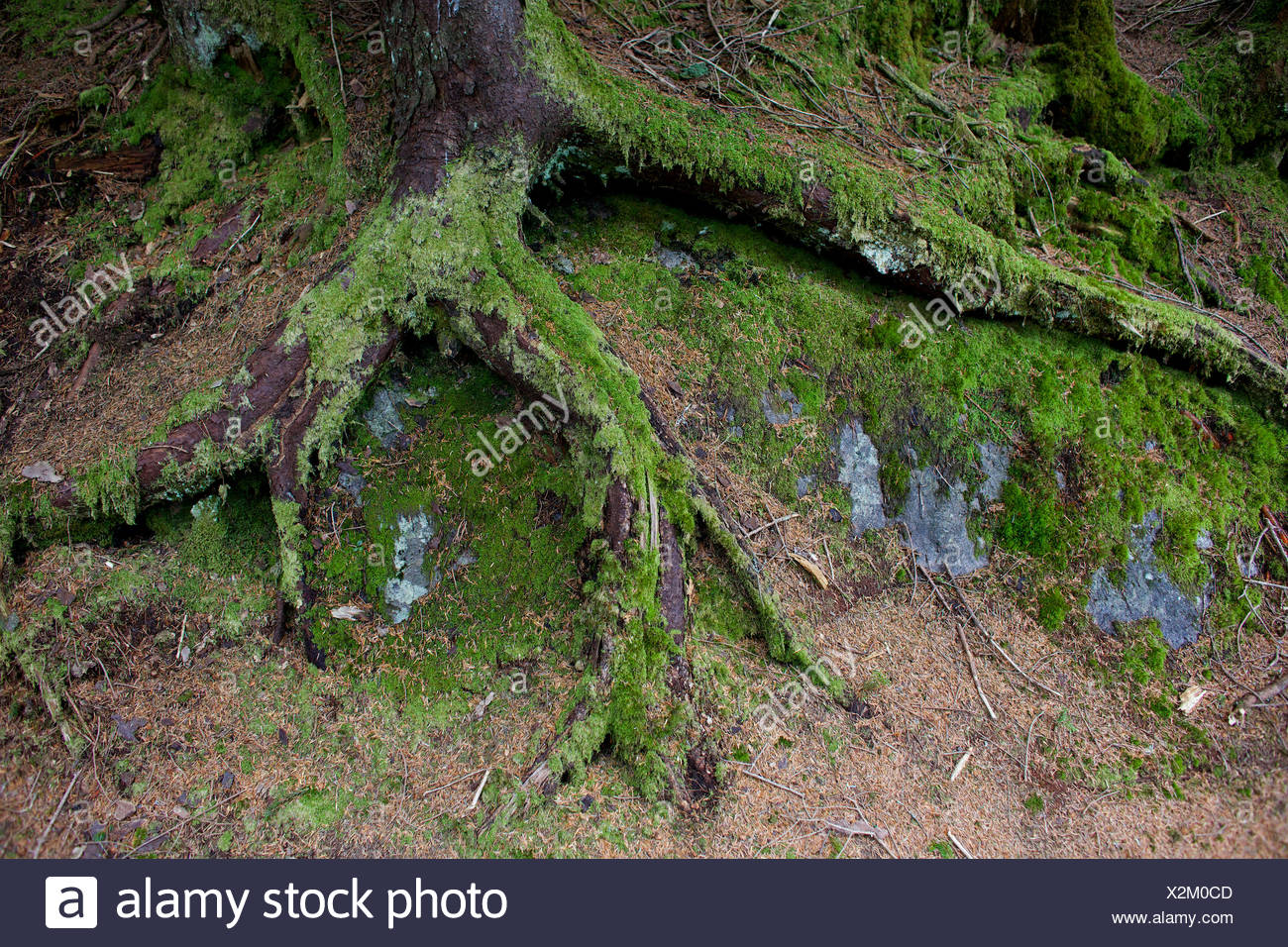Fir Tree Roots Stock Photos & Fir Tree Roots Stock Images - Alamy