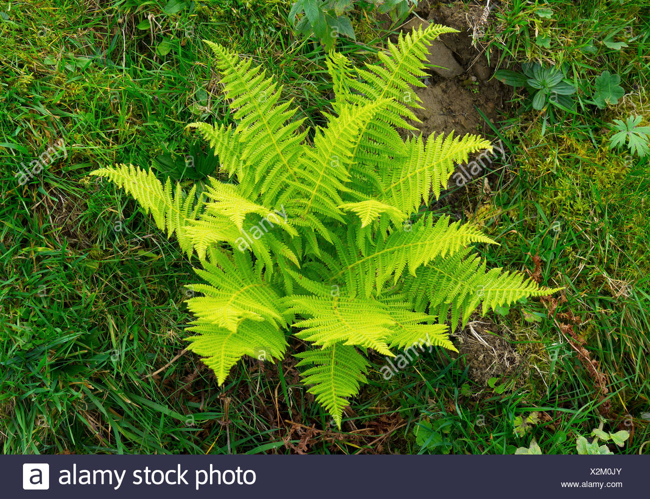 Lady Ferns Athyrium Filix Femina High Resolution Stock Photography and ...