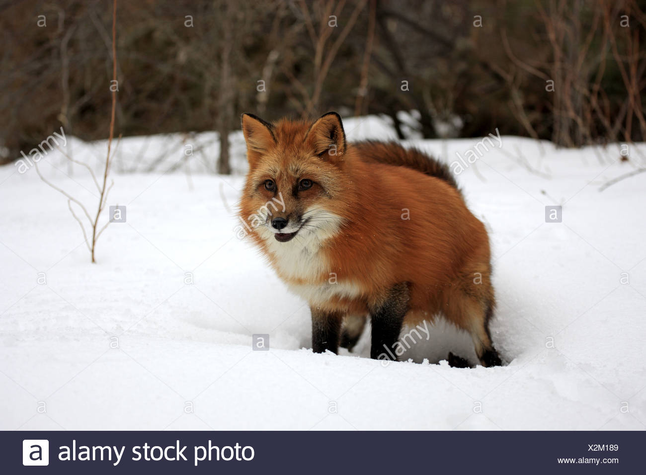 Fox Poo Faeces High Resolution Stock Photography and Images - Alamy