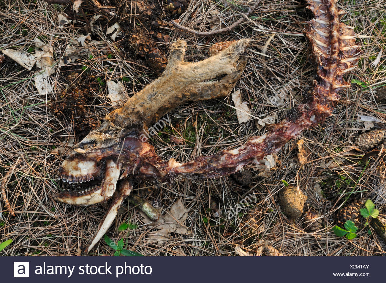 Neck Vertebra High Resolution Stock Photography and Images - Alamy