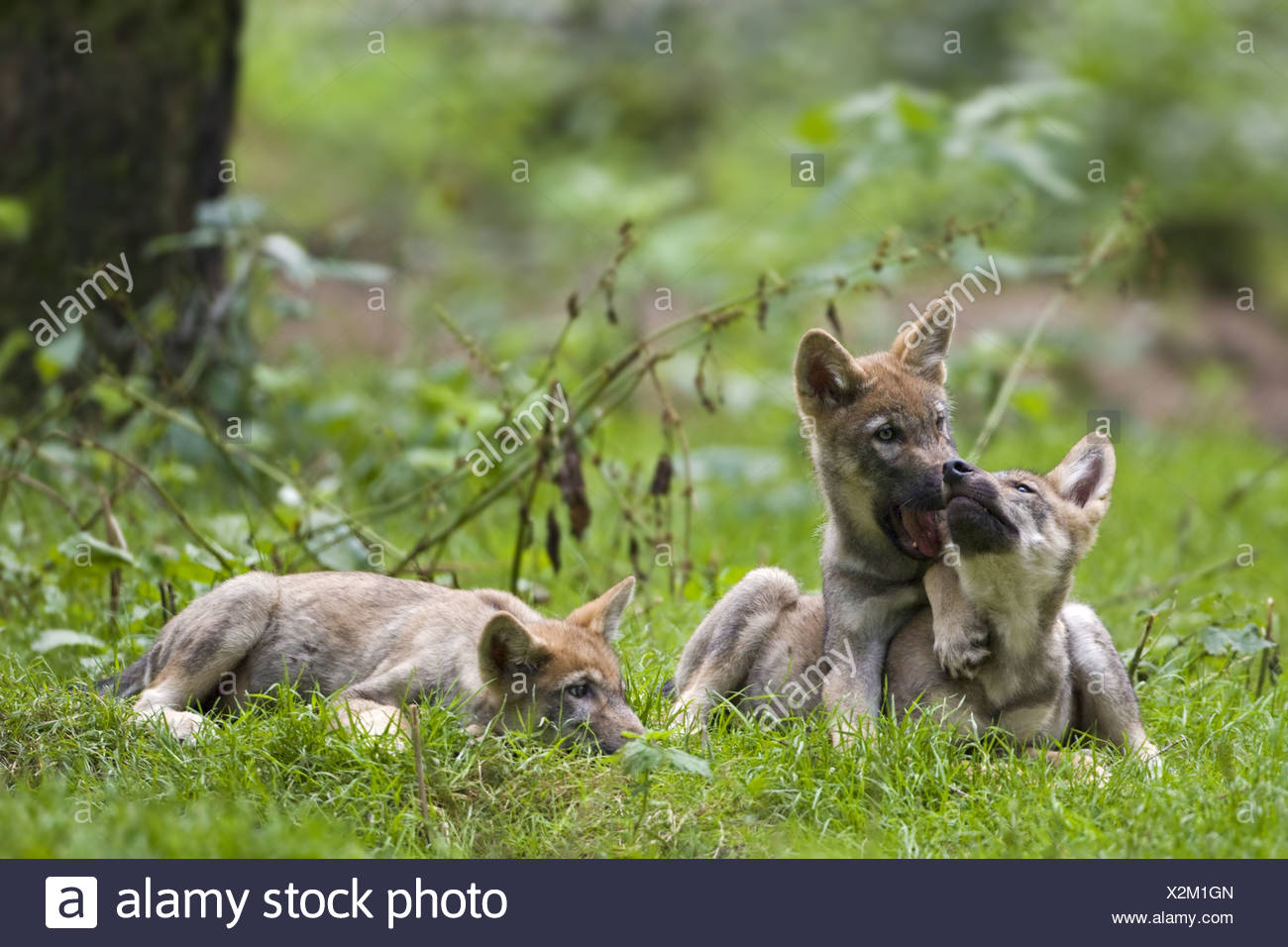 Wolf Pups Playing High Resolution Stock Photography and Images - Alamy