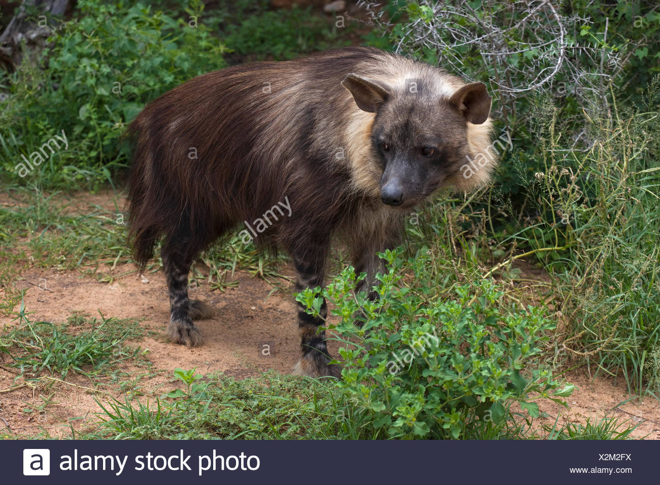Brown Hyena Parahyaena Brunnea High Resolution Stock Photography and ...