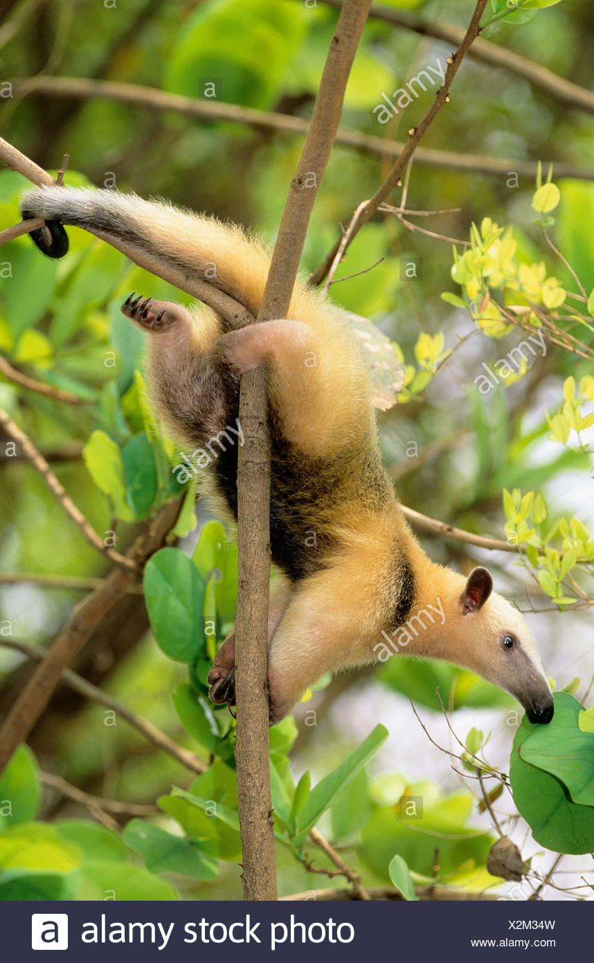Southern Tamandua Stock Photos & Southern Tamandua Stock Images - Alamy
