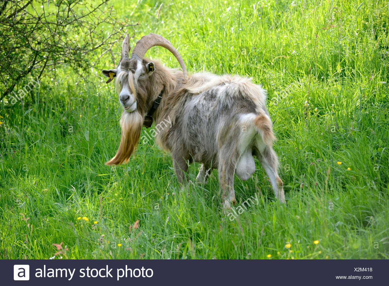 Thuringian Goat High Resolution Stock Photography and Images - Alamy