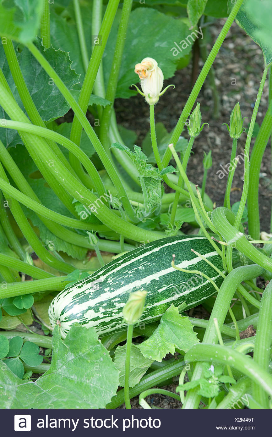 Marrow Plant Stock Photos & Marrow Plant Stock Images - Alamy