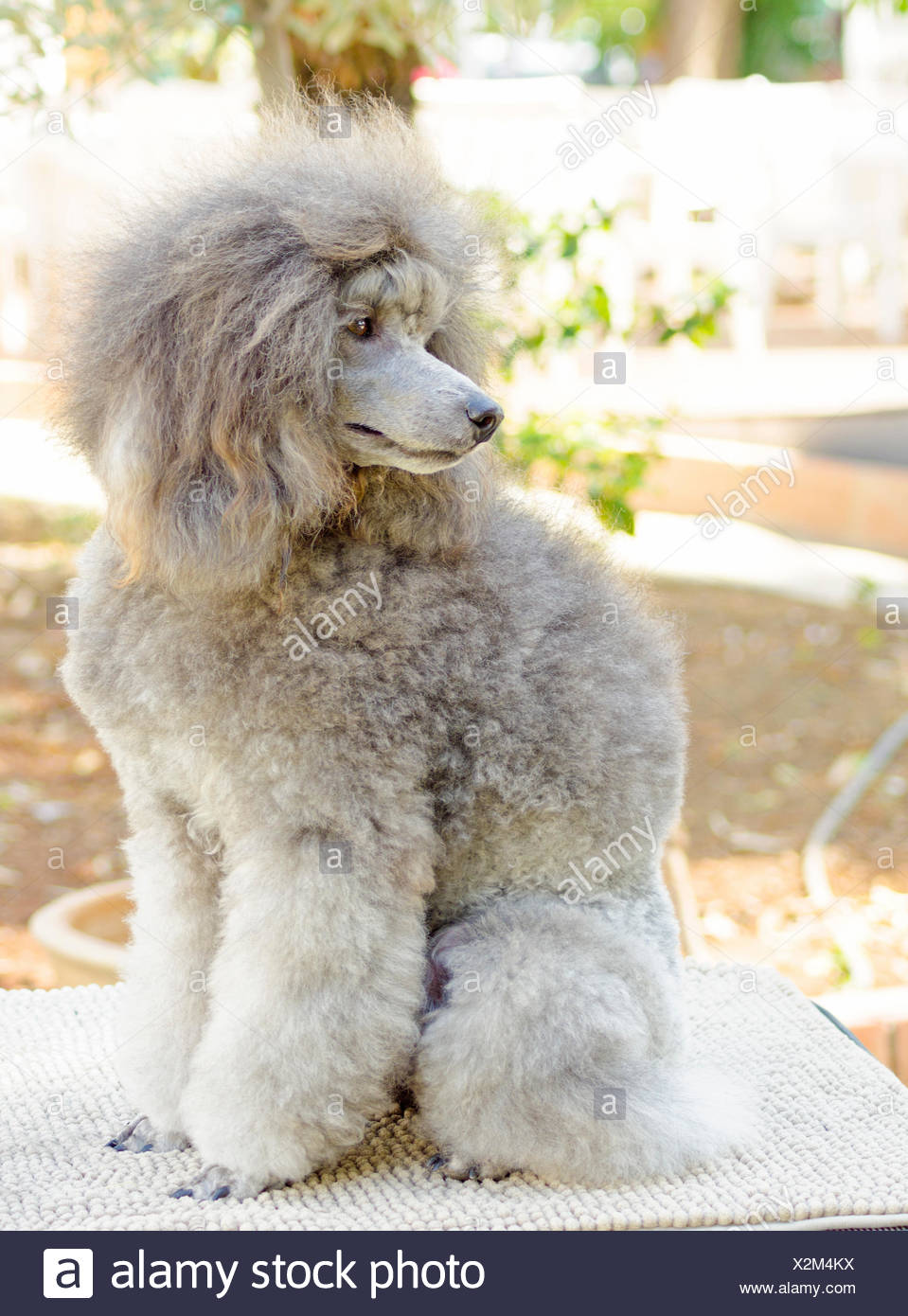 French Poodles Stock Photos & French Poodles Stock Images - Alamy