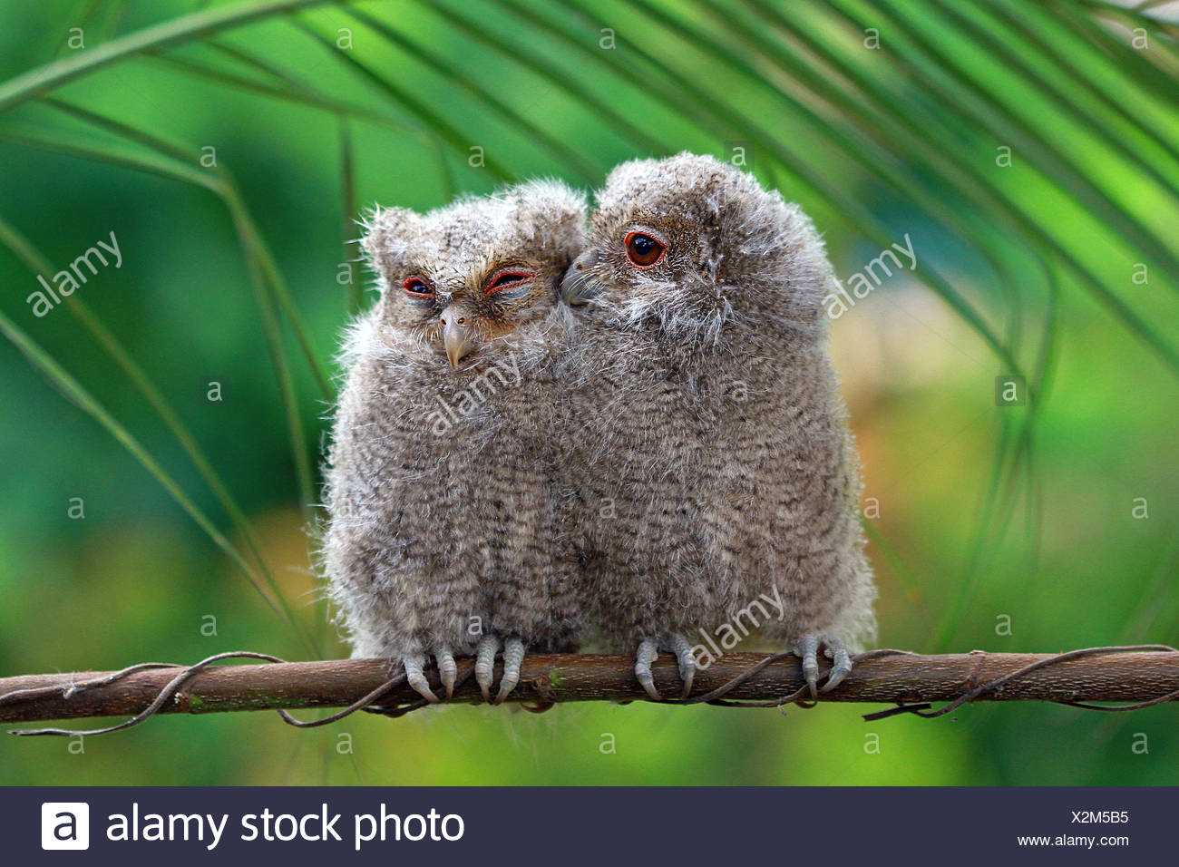 Baby Owls High Resolution Stock Photography and Images - Alamy